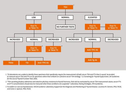Thyroid Disorders Overview, Diagnosis, Monitoring, & Testing - Siemens ...