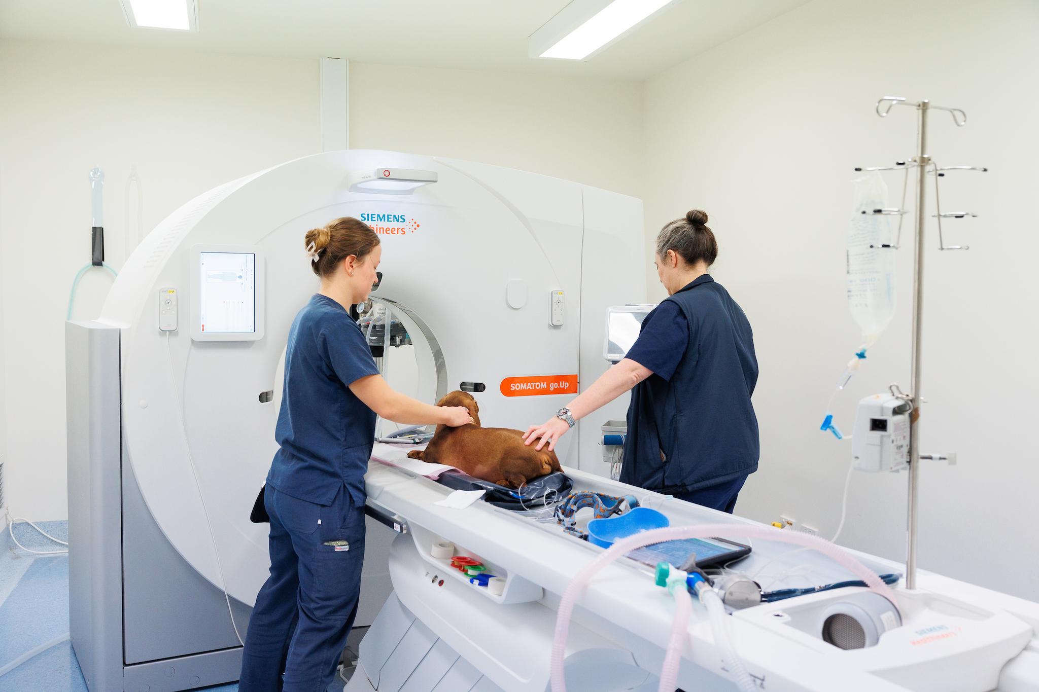 Veterinary Services CT scanner SOMATOM go.Up