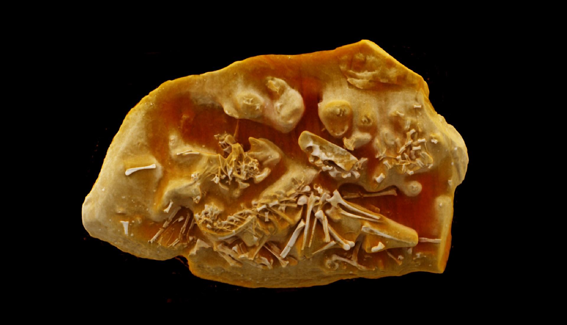 Berthasaura leopoldinae: a window into Brazil's prehistoric past ...