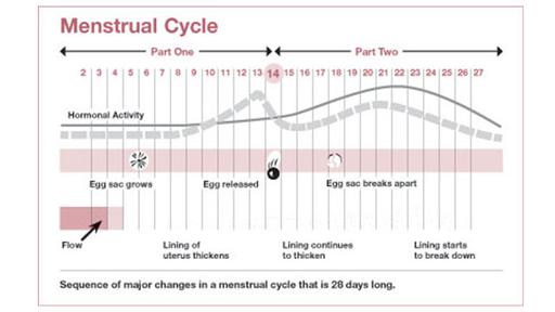 Women and the Reproductive Lifecycle - Siemens Healthineers