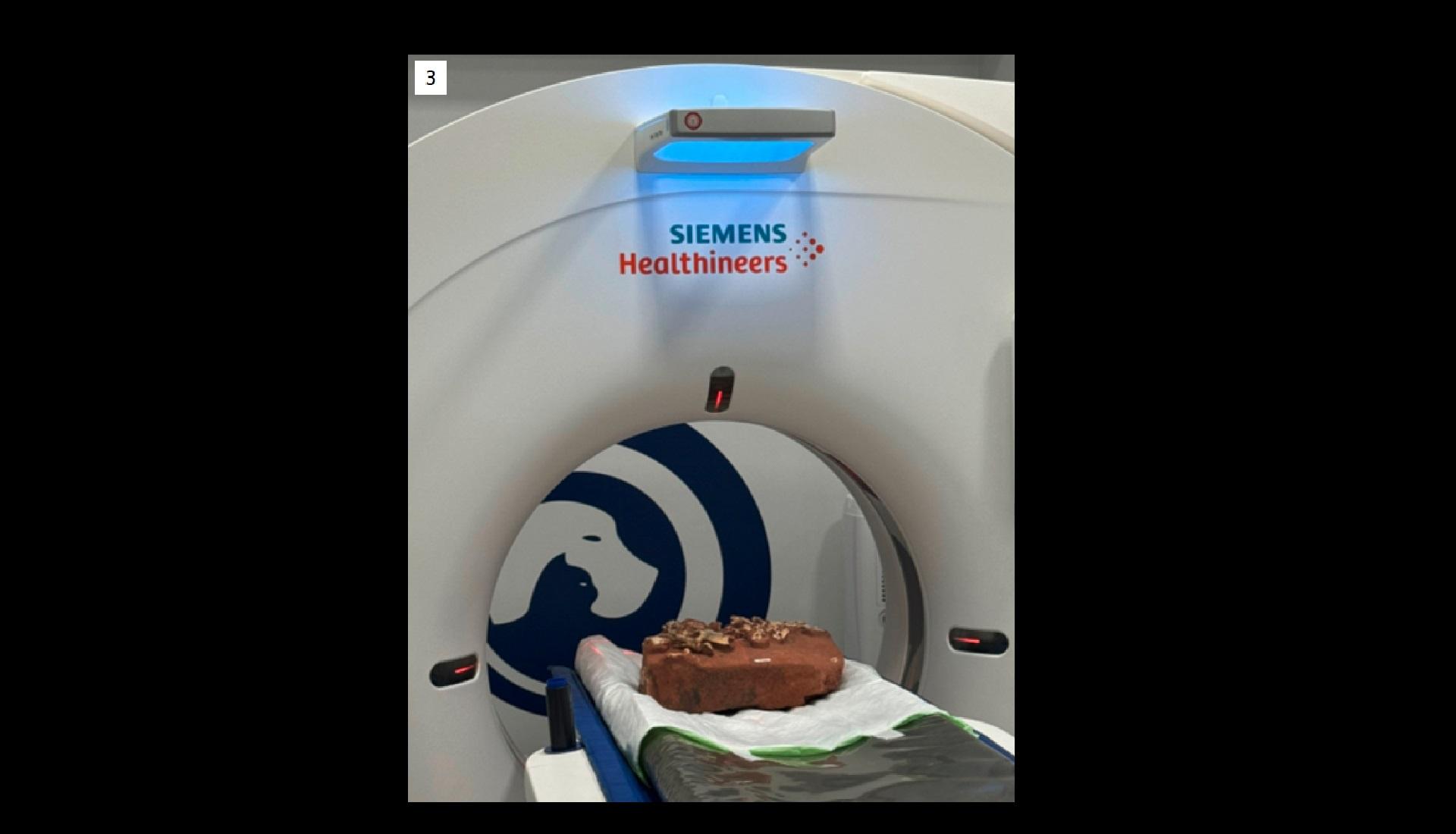 Berthasaura leopoldinae: a window into Brazil's prehistoric past ...