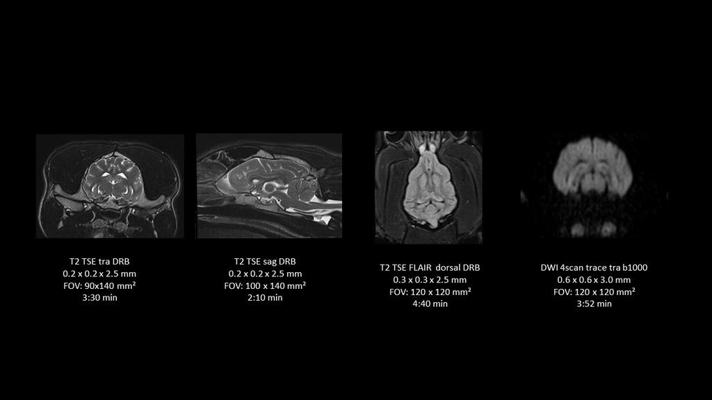 Veterinary in MRI - Siemens Healthineers