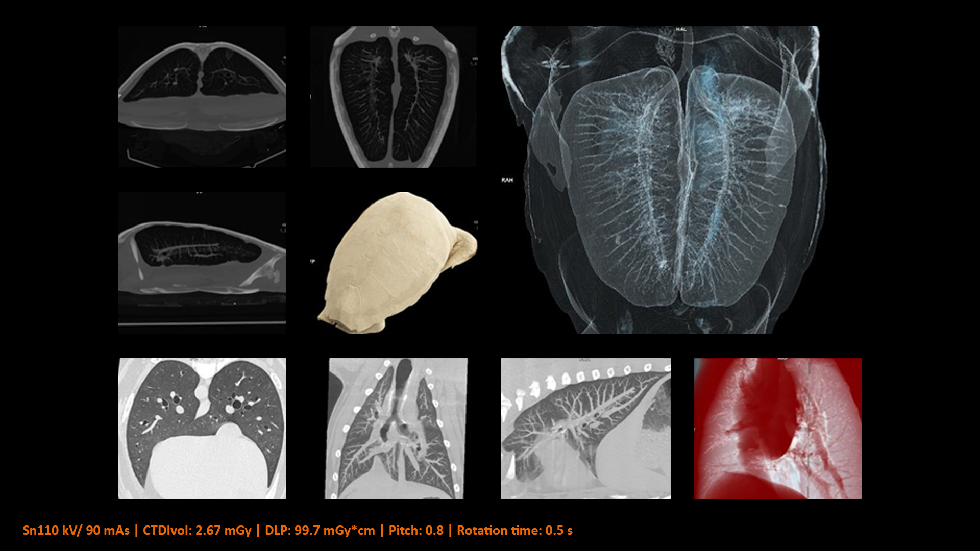 Leading the way in veterinary imaging - Siemens Healthineers USA