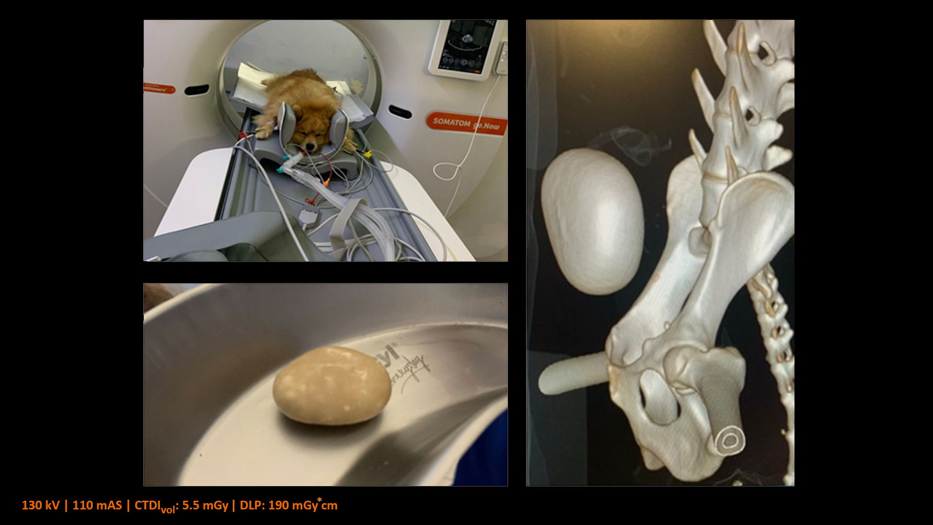 Leading the way in veterinary imaging - Siemens Healthineers USA