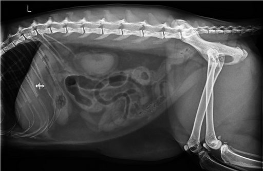 Veterinary Solutions