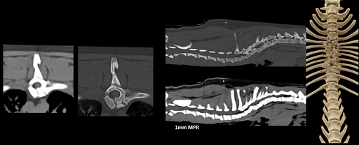 Veterinary Solutions