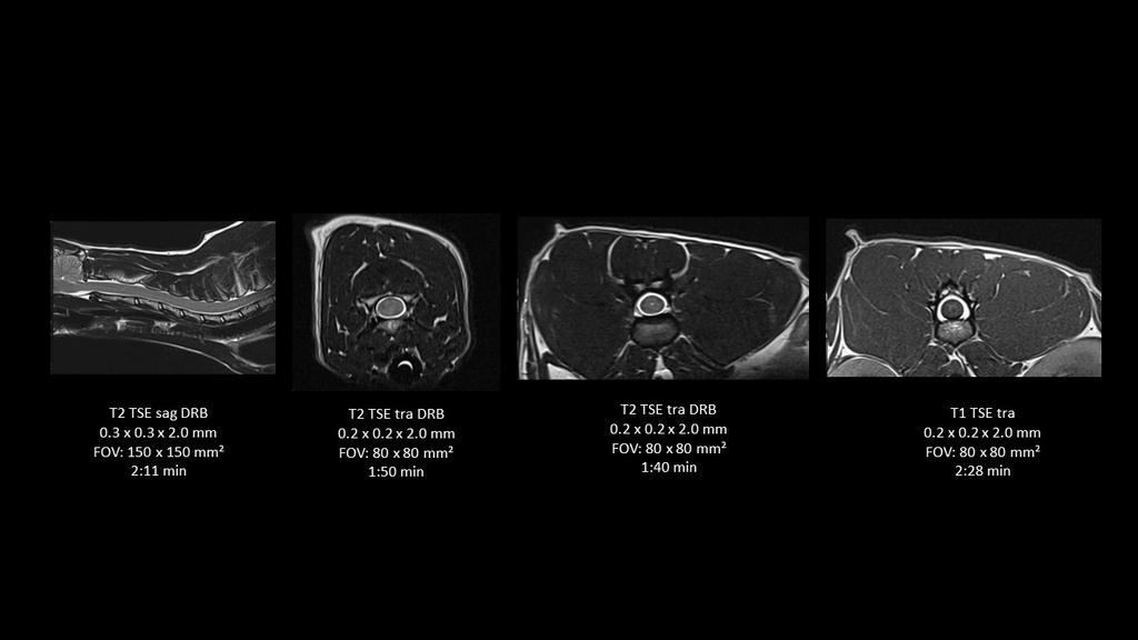 Veterinary in MRI - Siemens Healthineers