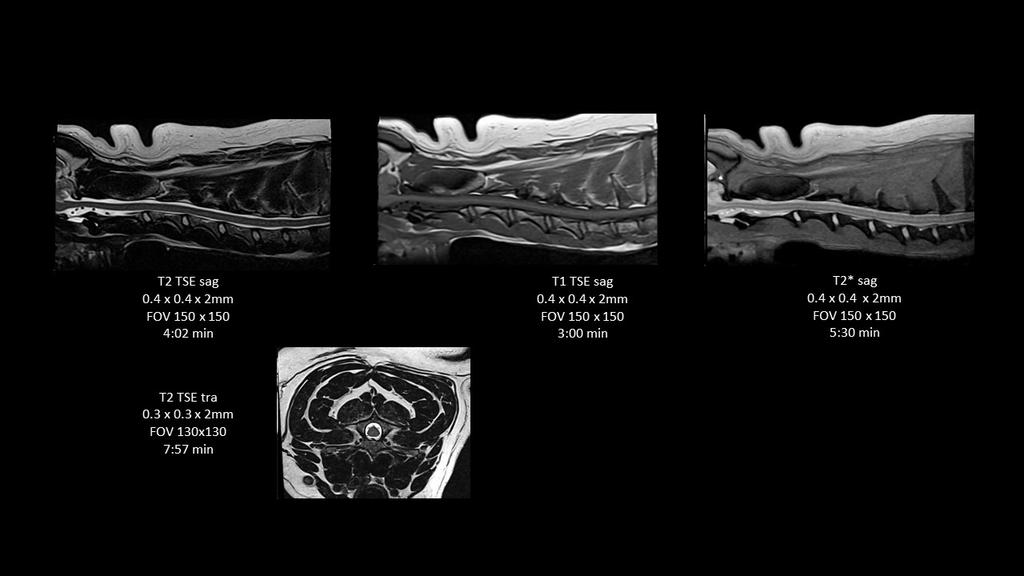 Veterinary in MRI - Siemens Healthineers Latinoamérica