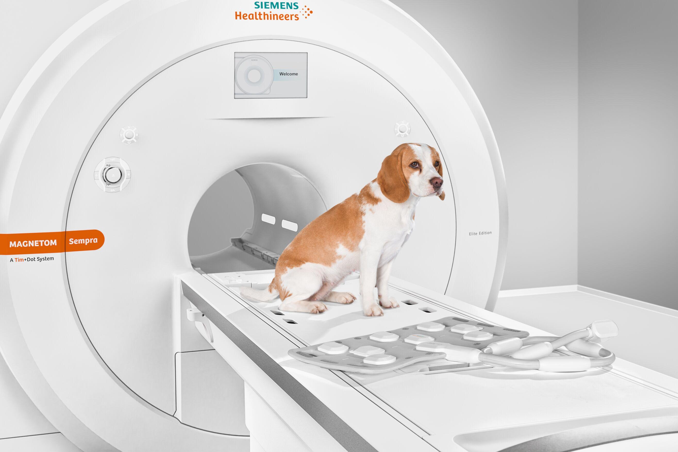 MAGNETOM Sempra for veterinary use - Siemens Healthineers Latinoamérica