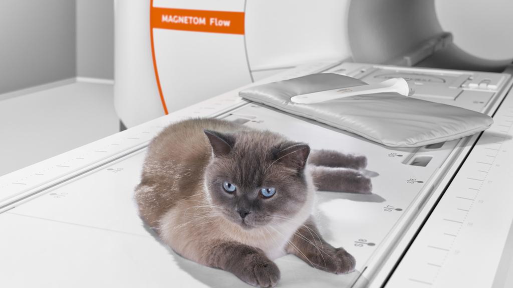 MAGNETOM Flow for veterinary use