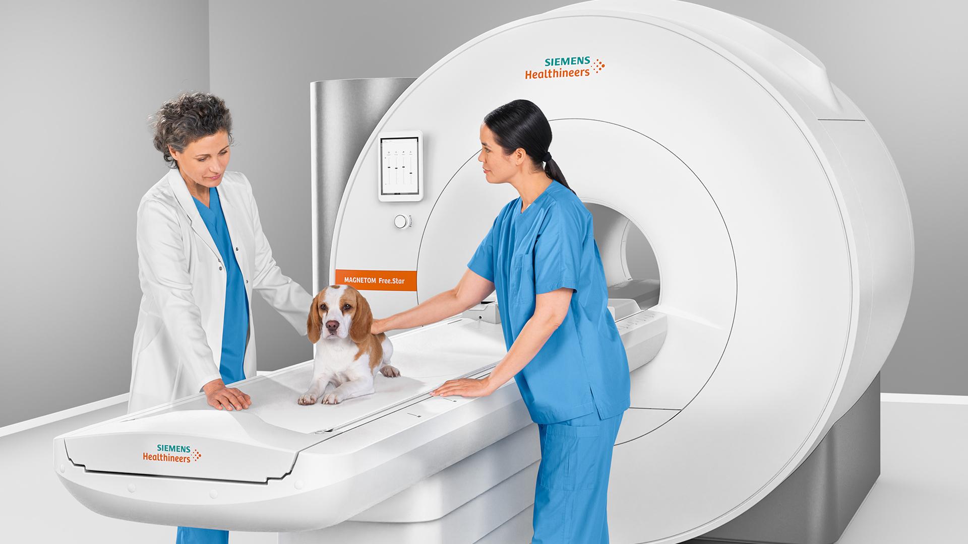 Veterinary in MRI