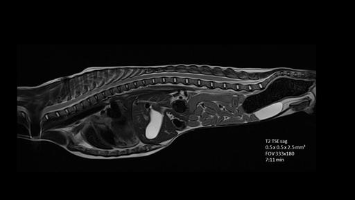 Veterinary in MRI - Siemens Healthineers