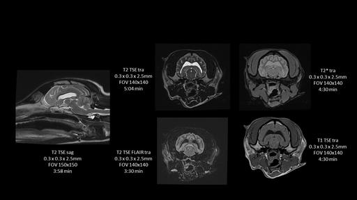 Veterinary in MRI - Siemens Healthineers