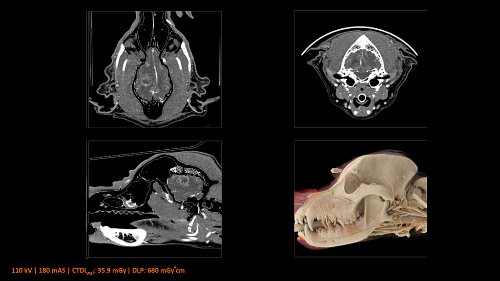 Leading the way in veterinary imaging - Siemens Healthineers USA