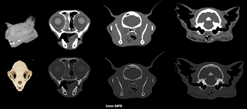 Veterinary Solutions