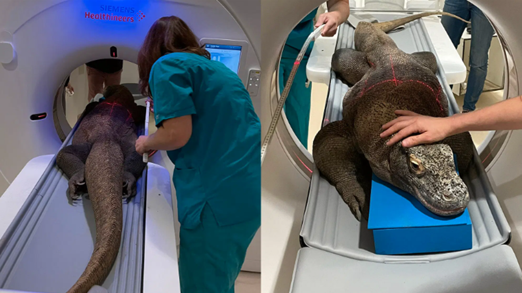 Leading the way in veterinary imaging - Siemens Healthineers USA