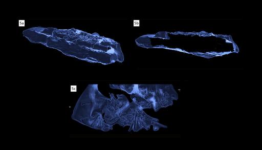 Berthasaura leopoldinae: a window into Brazil's prehistoric past ...