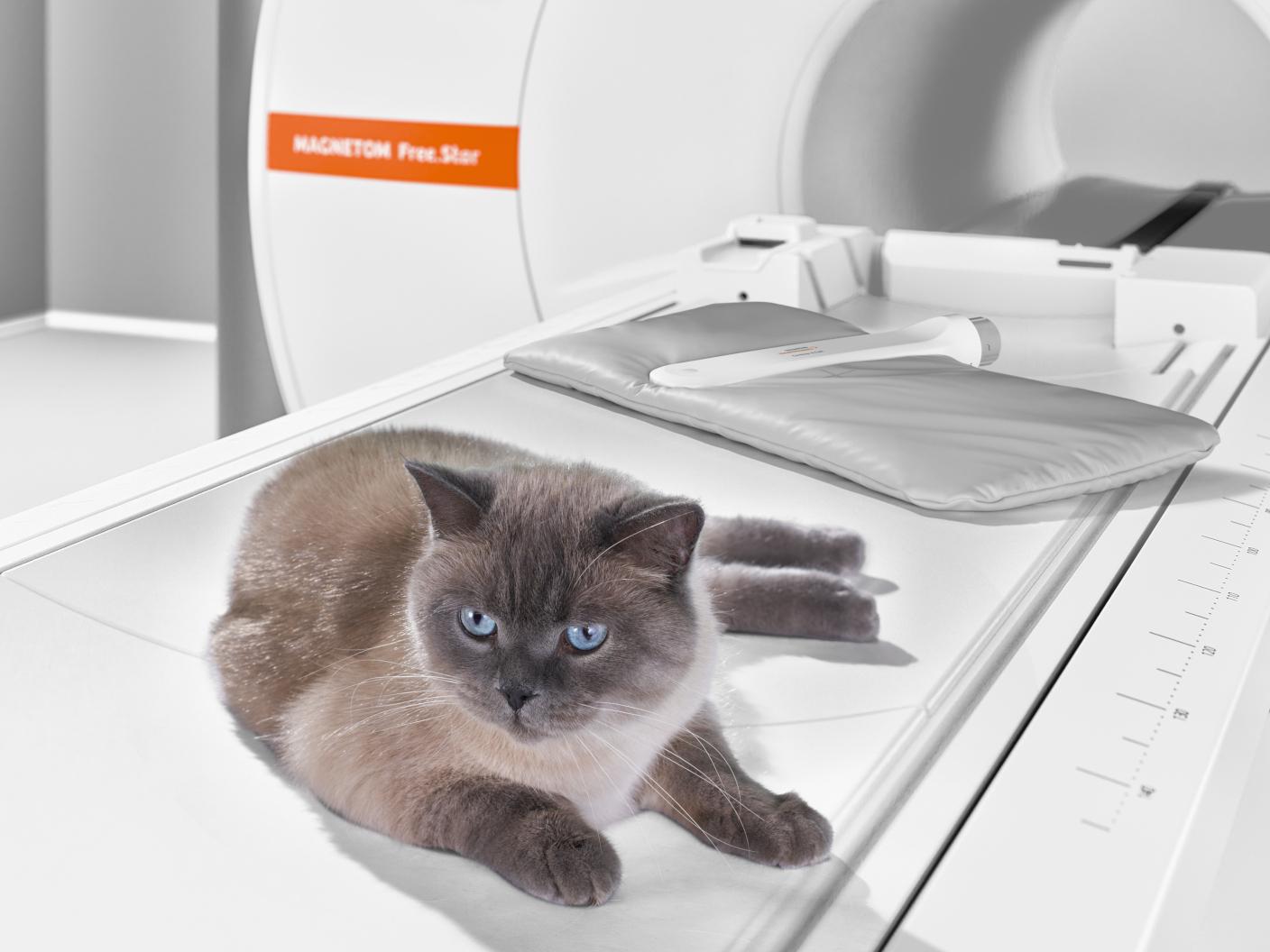 Canine and Feline MRI