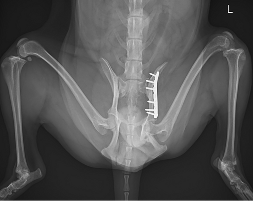 Veterinary Solutions