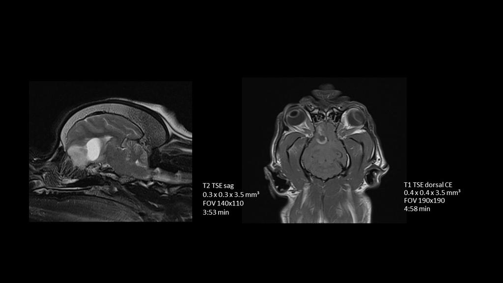 Veterinary in MRI - Siemens Healthineers